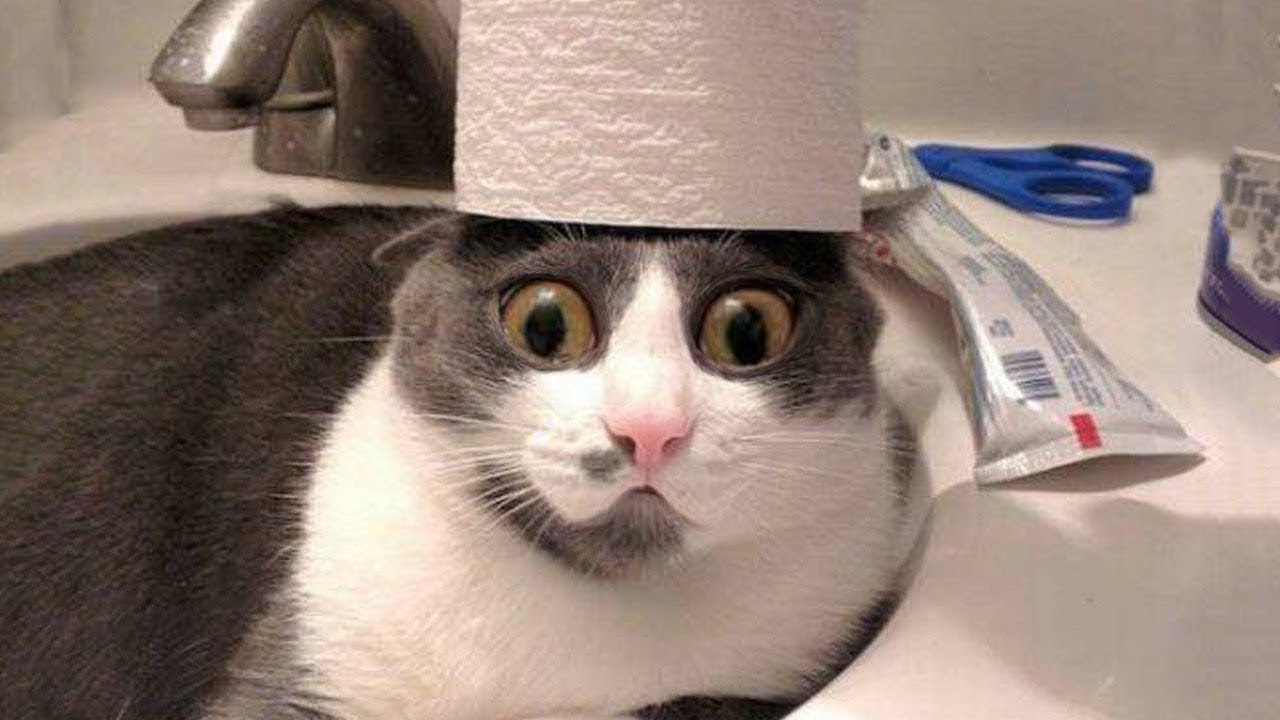 Funniest Cat Fails Best Of Funny Cats Fails Videos Compilation 2019