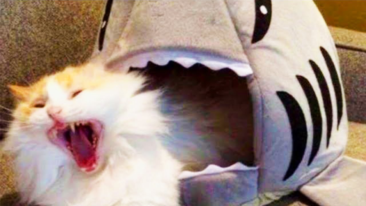 Silly Cats Do Silly Things Cat With Hilarious FAIL Top Funny Cat Silly Cats Do Silly Things Cat With Hilarious FAIL Top Funny Cat