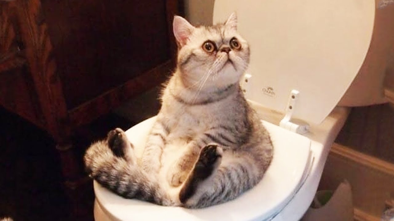 BEST CAT FAILS COMPILATION OF 2019 FUNNY CATS World Cat Comedy BEST CAT FAILS COMPILATION OF 2019 FUNNY CATS World Cat Comedy