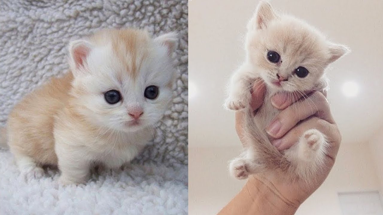 Baby Cats Funny And Cute Cat Videos Compilation 2019 World Cat Comedy Baby Cats Funny And Cute Cat Videos Compilation 2019 World Cat Comedy